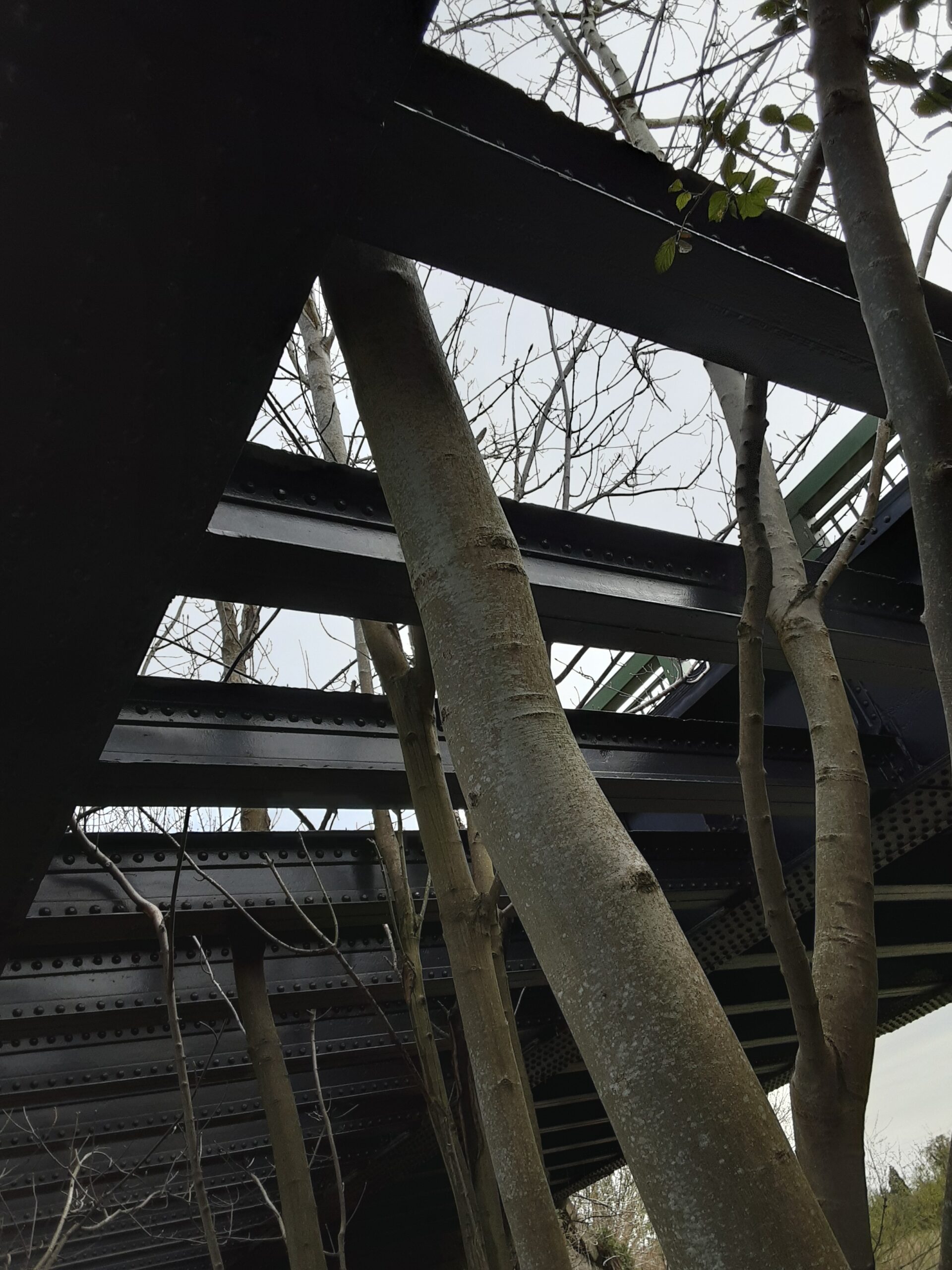 Trees growing through old quarry train bridge – wild lot